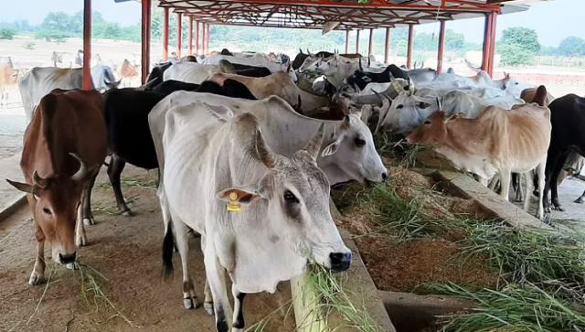 ఉత్తమ 75 దేశీయ పశు జాతుల ప్రదర్శన!