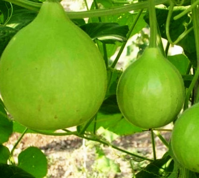Crops to grow in Summer: వేసవిలో పెంచగలిగే పంటలు