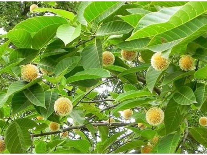 ఔషధాల గని.. కదంబ.. ఈ చెట్టు ఆరోగ్య ప్రయోజనాలు తెలిస్తే ఆశ్చర్యపోతారు?